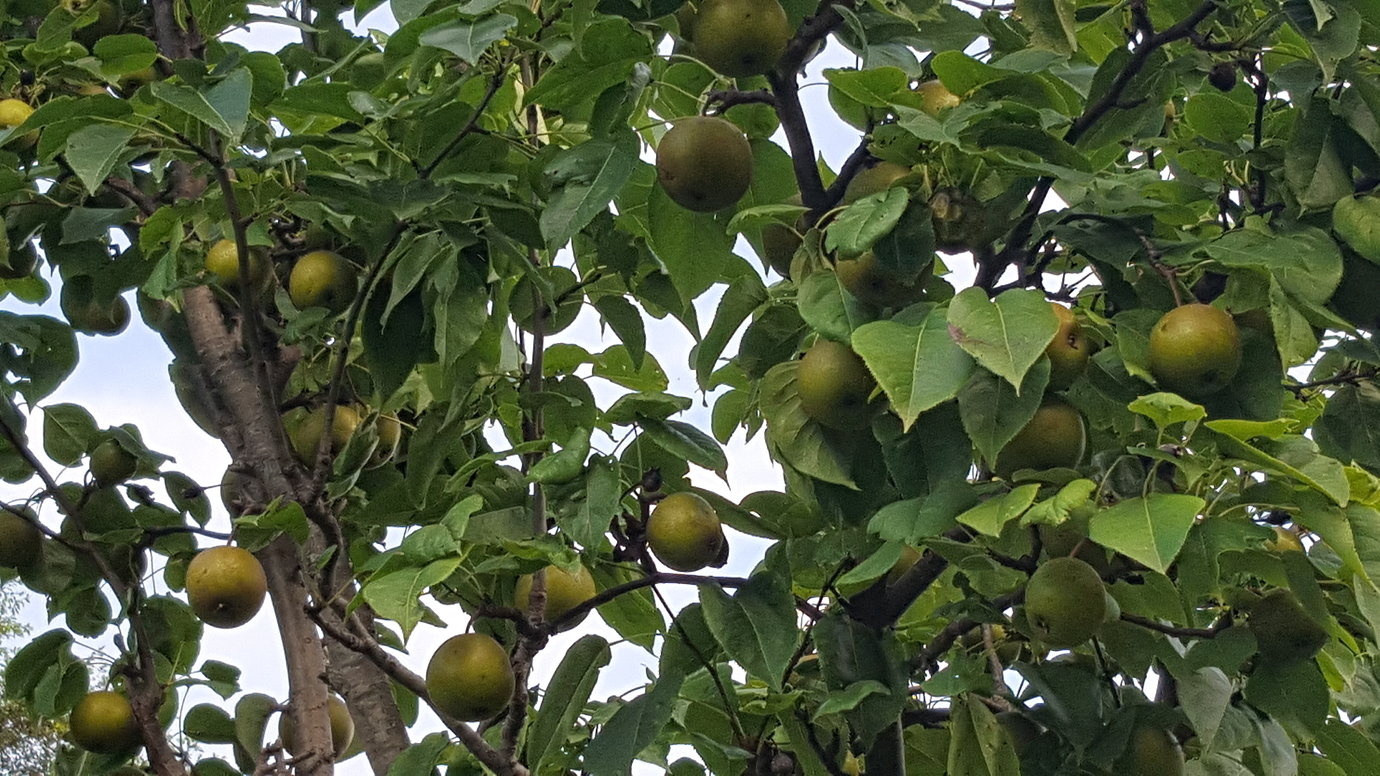 Chojuro Asian pears - General Fruit Growing - Growing Fruit