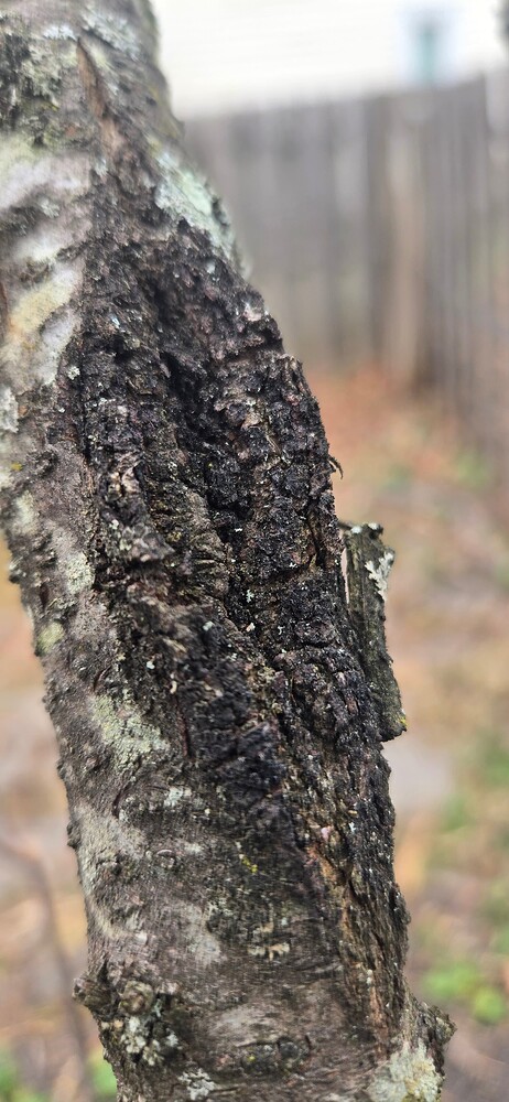 Tree canker? Sun/freeze damage? - General Fruit Growing - Growing Fruit