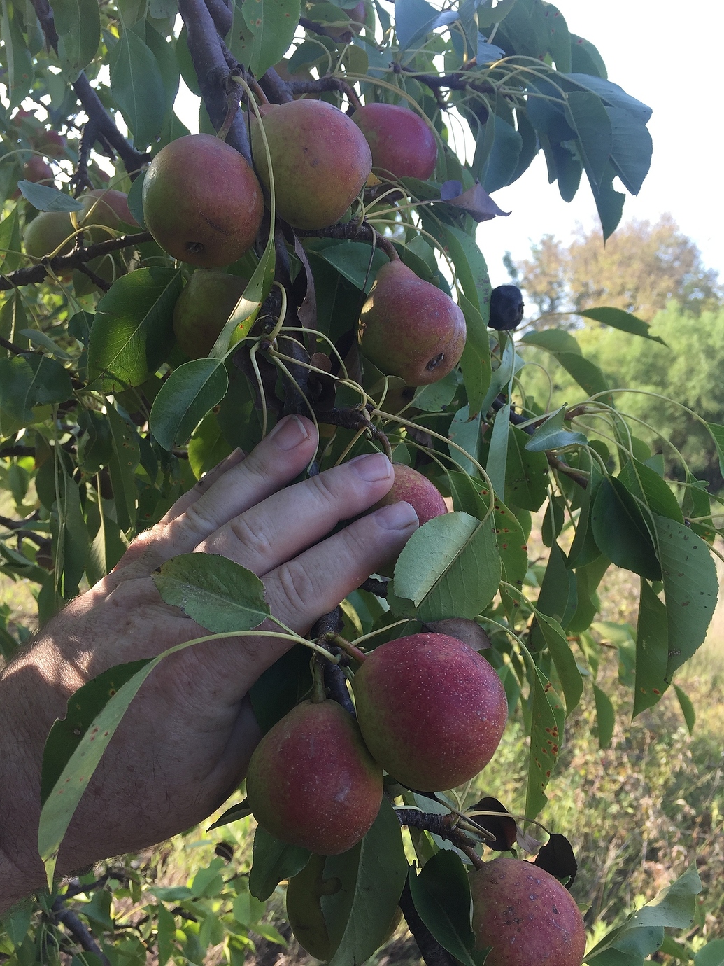 Ayers pear! - General Fruit Growing - Growing Fruit