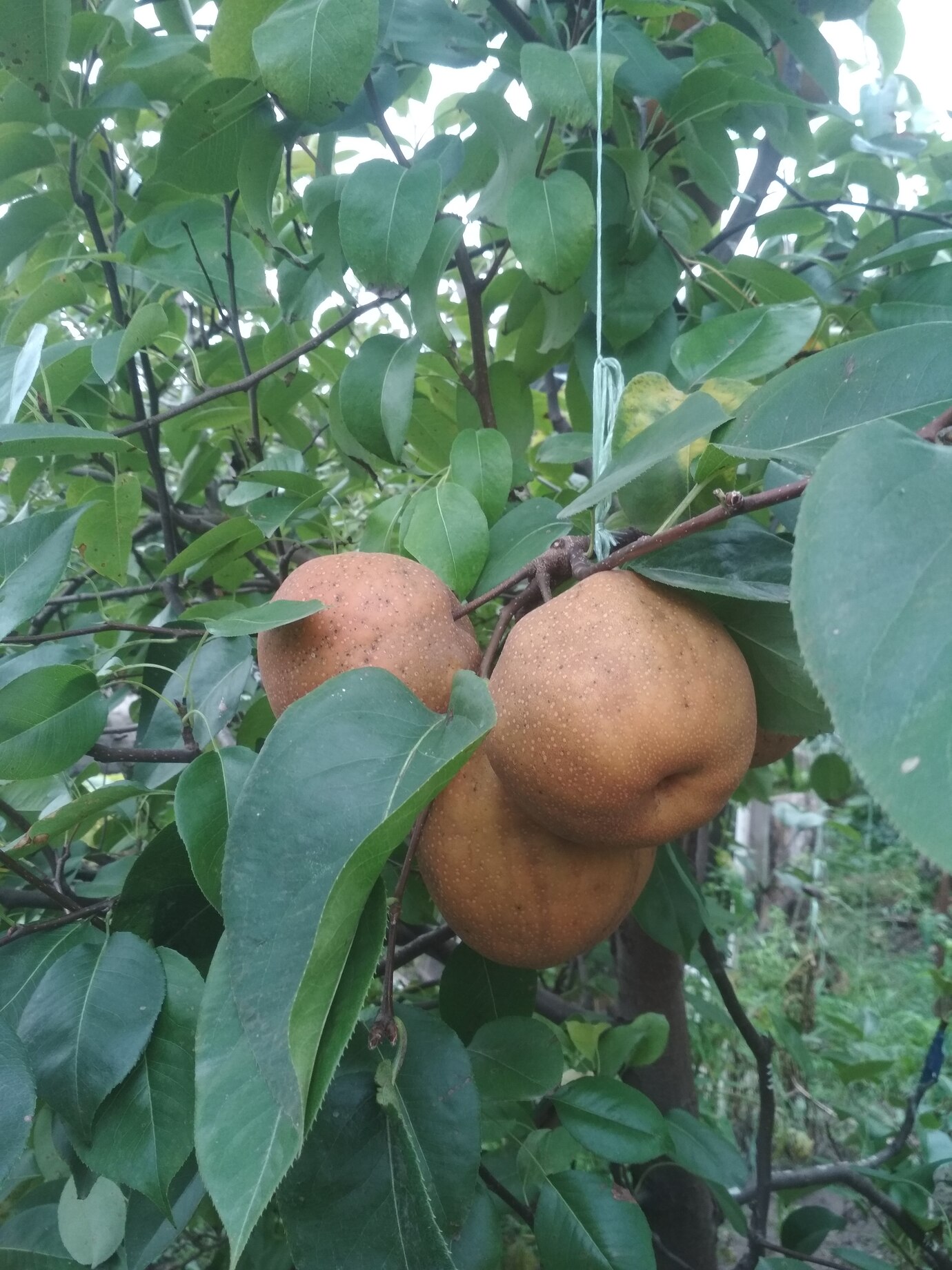 Atago pear - General Fruit Growing - Growing Fruit
