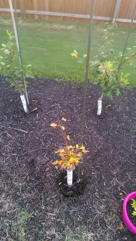 Sudden Pear tree death - General Fruit Growing - Growing Fruit