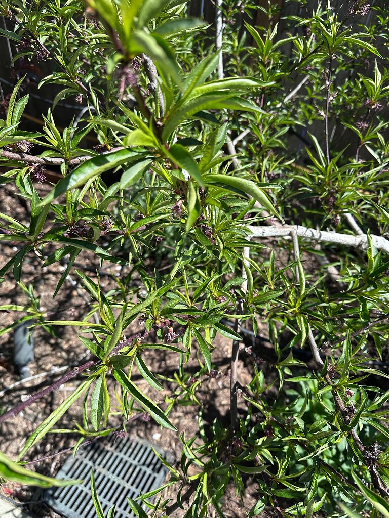 Peach tree new leaf growth folding inwards - General Fruit Growing ...