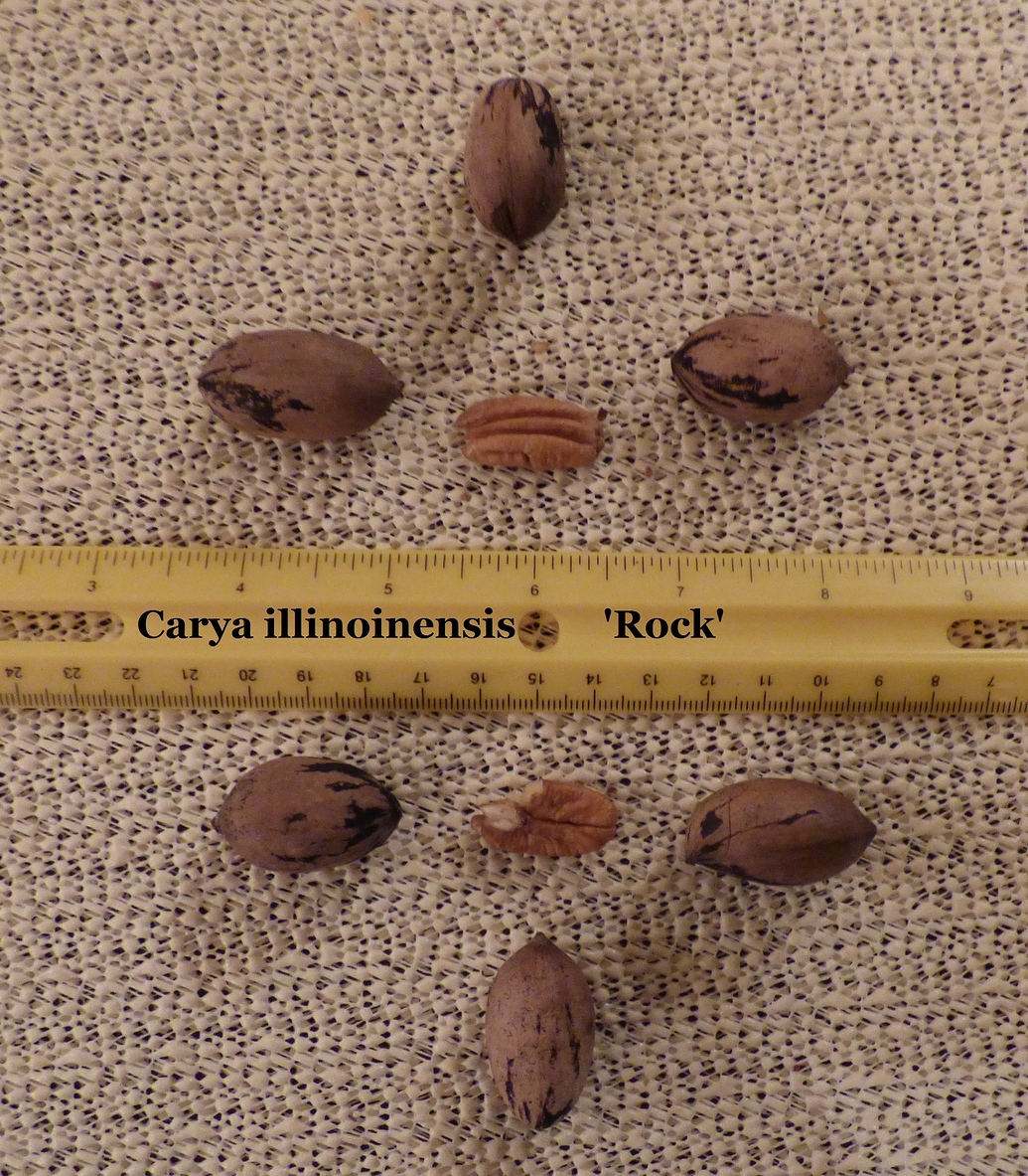 Pecan pollination chart - General Fruit Growing - Growing Fruit
