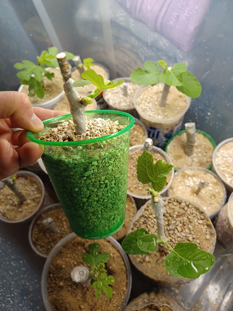 1st fig bud after a month of rooting - General Fruit Growing - Growing ...