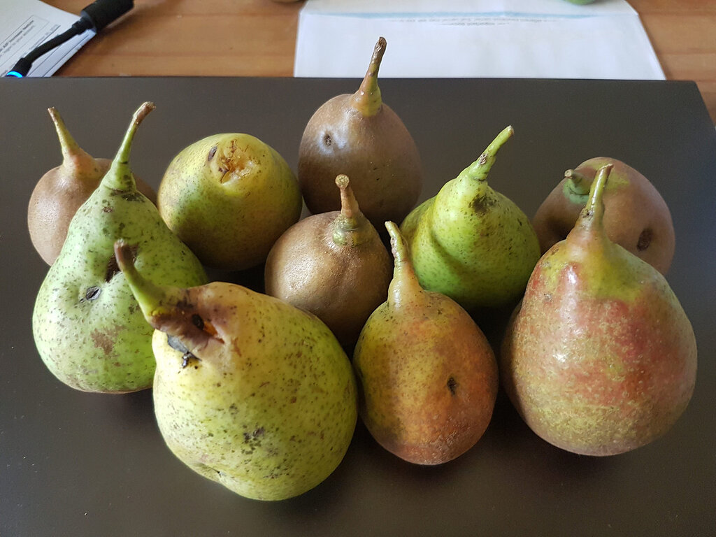 Pear ID help (sold as Patten) - General Fruit Growing - Growing Fruit