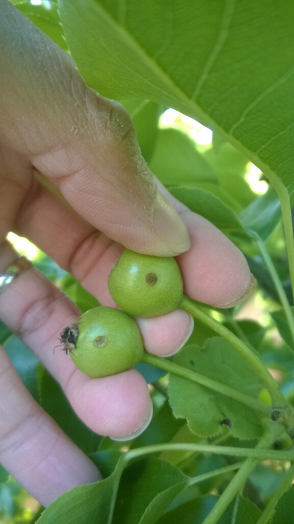 Asian Pear Insect Damages - General Fruit Growing - Growing Fruit