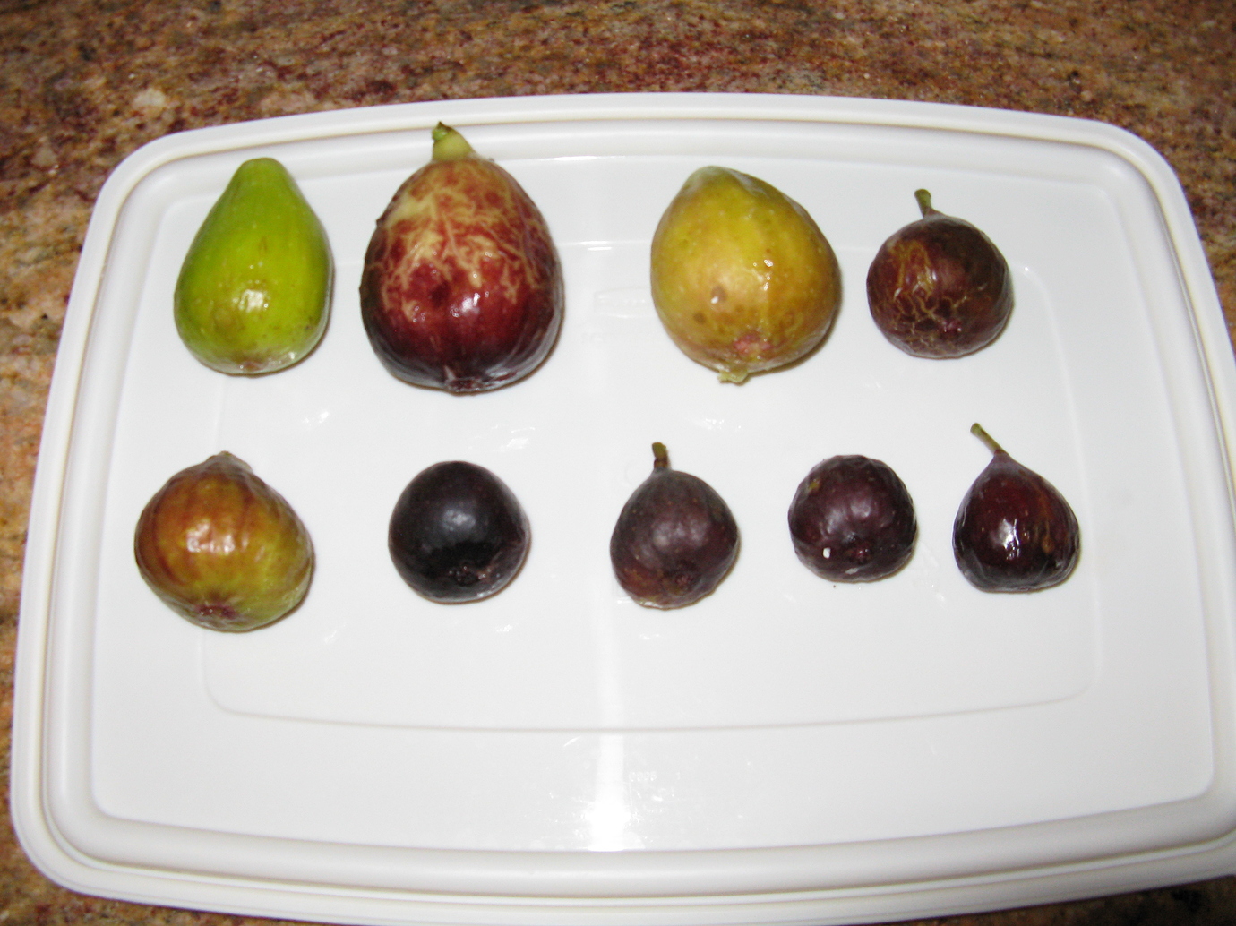 2018 Fig Breba Tasting - General Fruit Growing - Growing Fruit