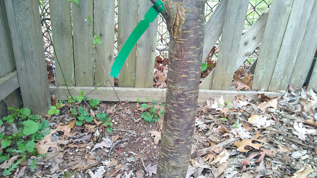 What plum rootstock is this? - General Fruit Growing - Growing Fruit