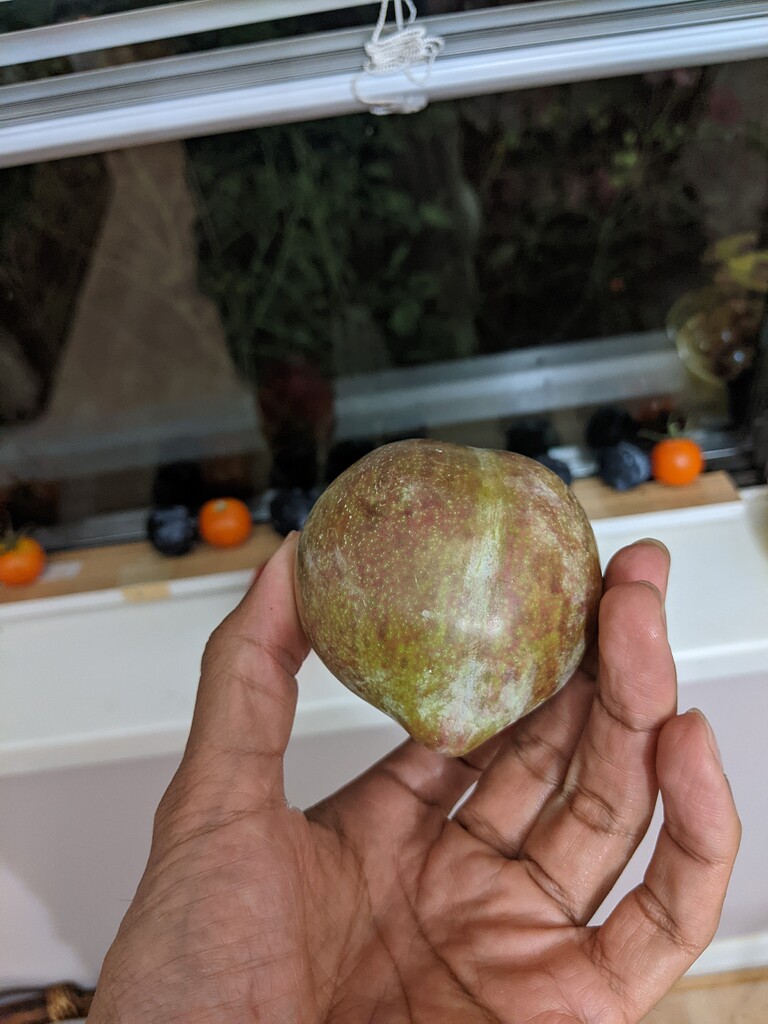 Plum/plumcot id - General Fruit Growing - Growing Fruit