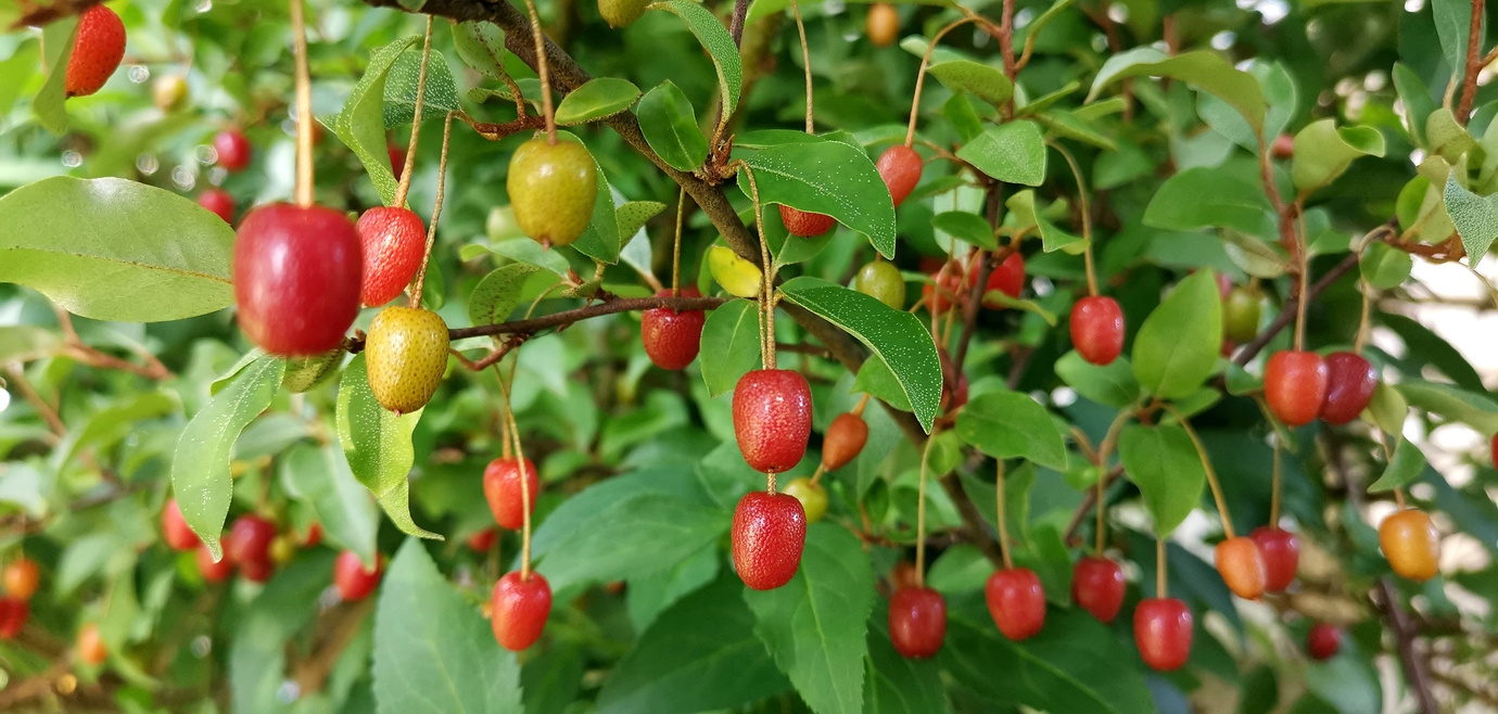 Goumi fruit - Page 2 - General Fruit Growing - Growing Fruit