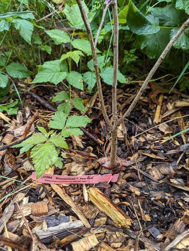 What to do when raspberries invade fruit trees - General Fruit Growing ...