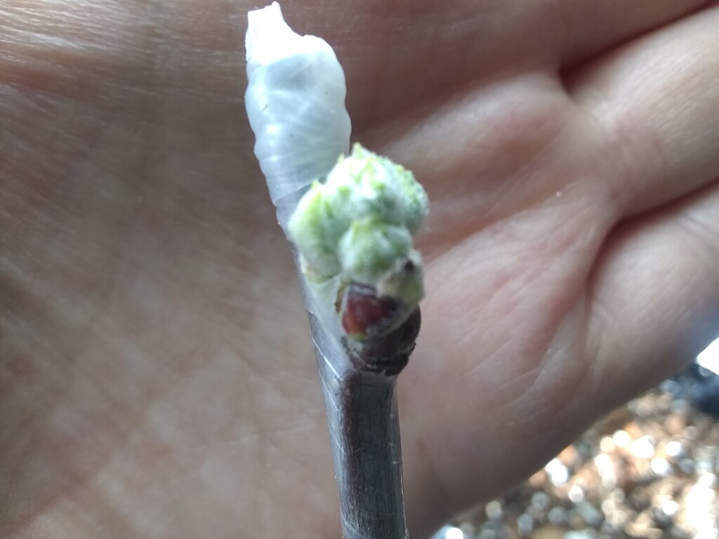 How to deal with flowers on just grafted scion - General Fruit Growing ...