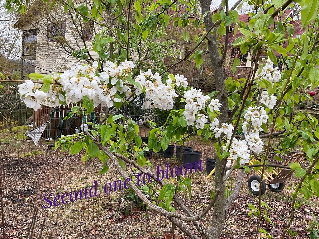 Newest pear addiction - General Fruit Growing - Growing Fruit