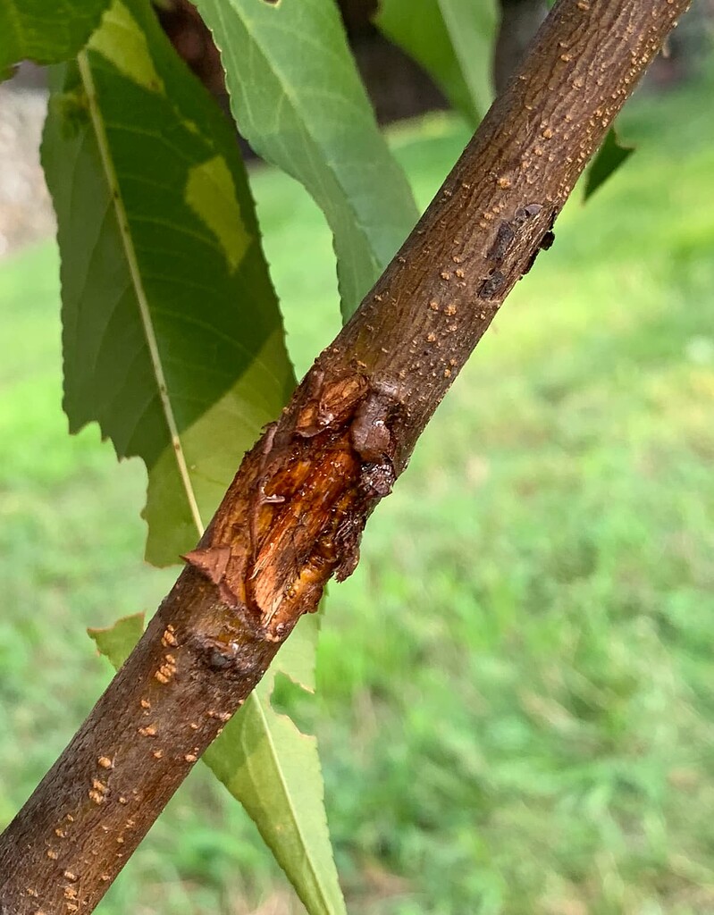 Clear goop on peach tree trunk - General Fruit Growing - Growing Fruit