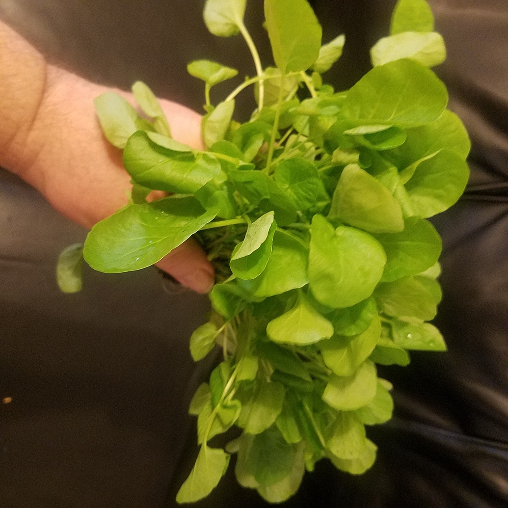 Water Cress - General Gardening - Growing Fruit