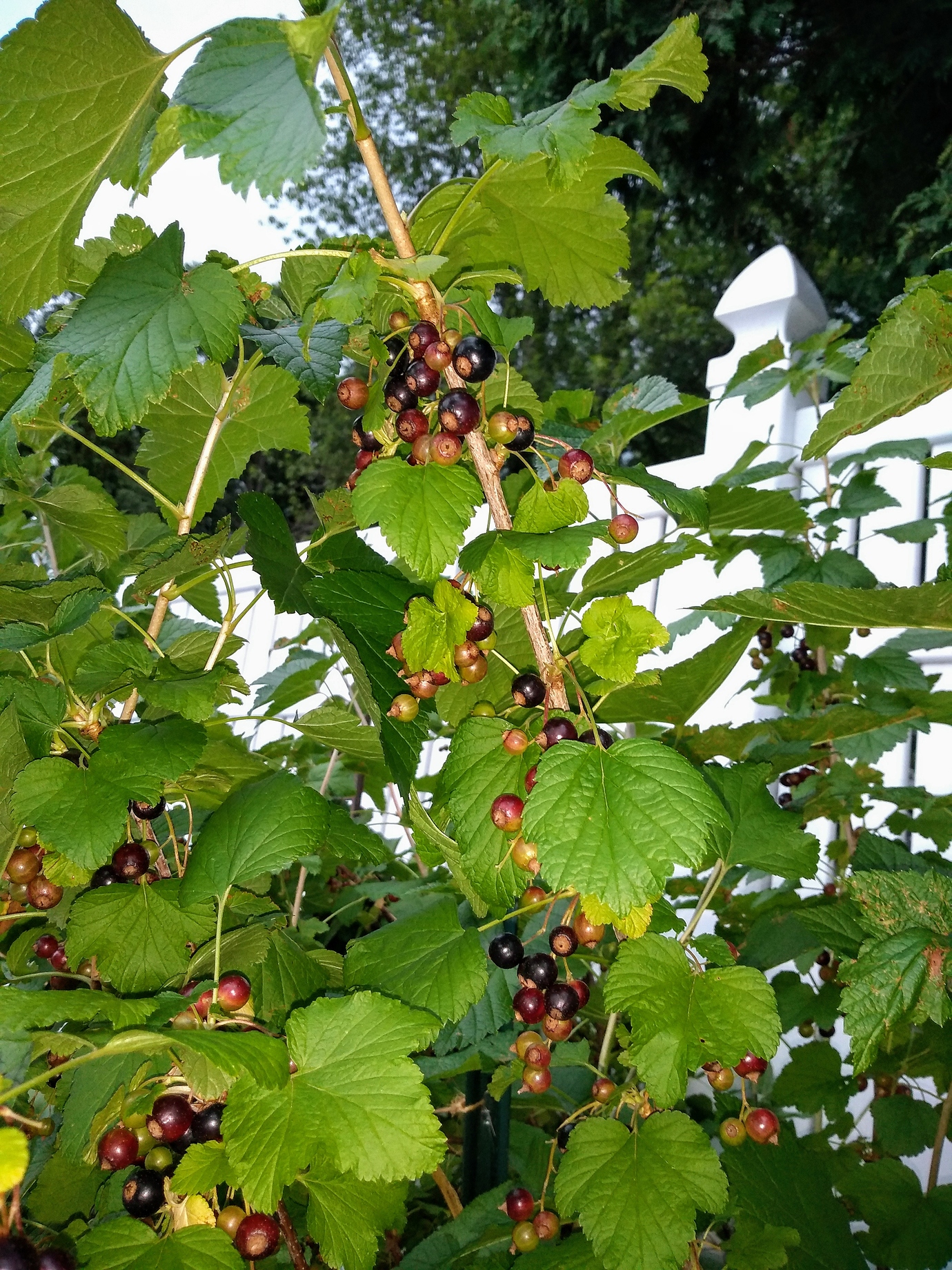 Currant pictures - General Fruit Growing - Growing Fruit