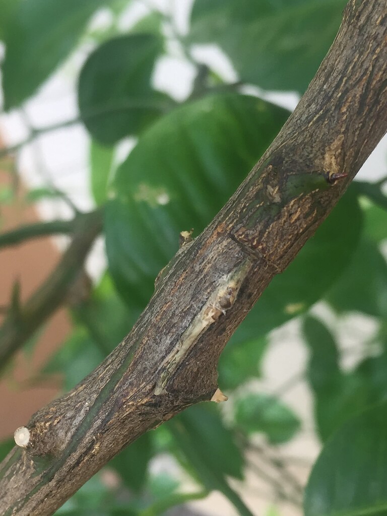 Did my T-buds survive? - General Fruit Growing - Growing Fruit