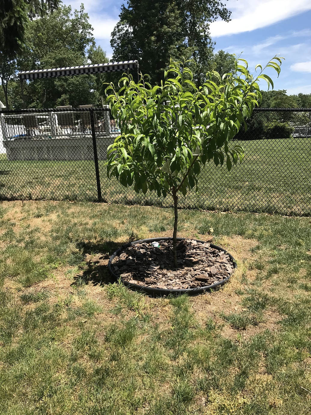 Peach growth chart - General Fruit Growing - Growing Fruit