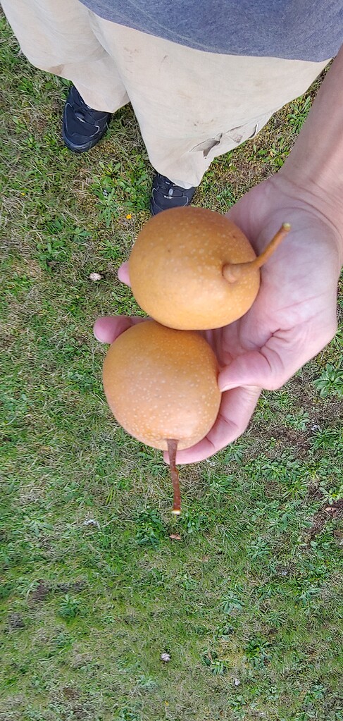 Seuri Li pear - first harvest - General Fruit Growing - Growing Fruit