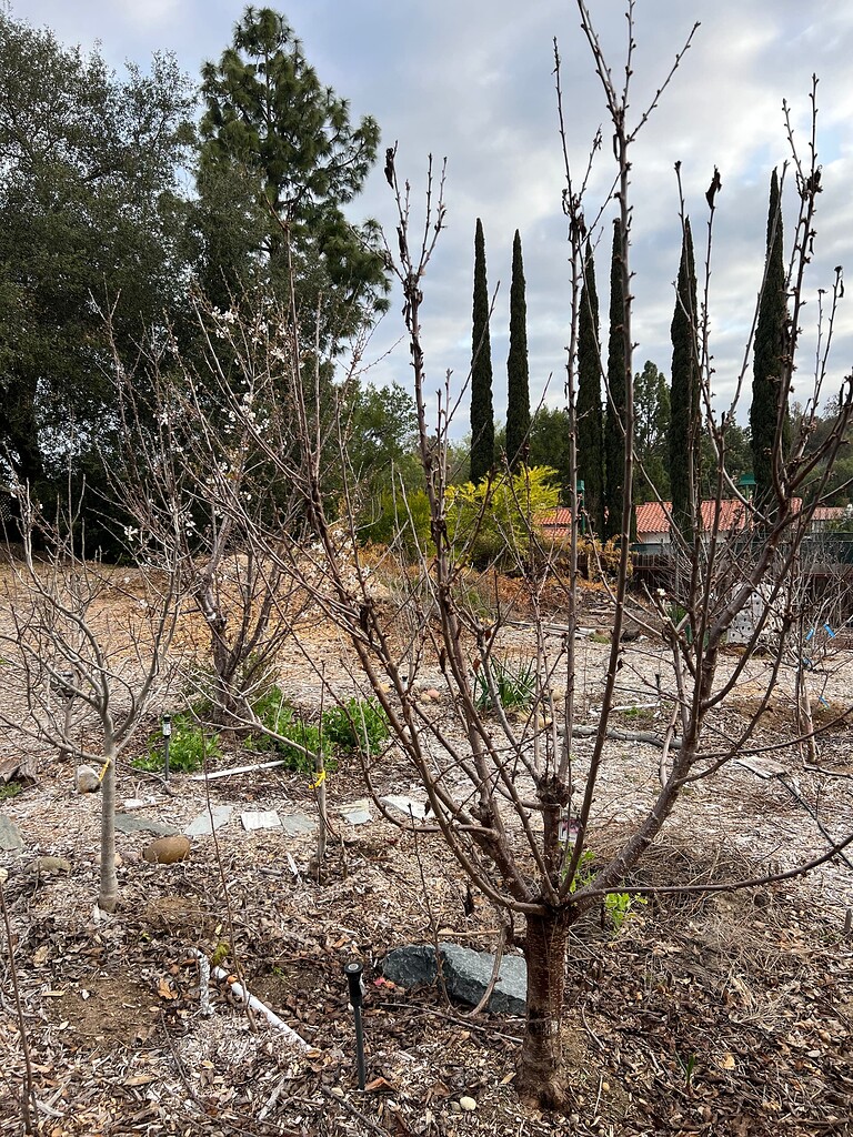How I get cherry pollination in So Cal - General Fruit Growing ...