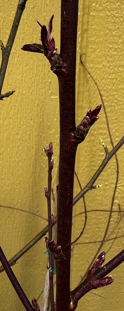 Red Leaves on Green Gage Plum? - General Fruit Growing - Growing Fruit