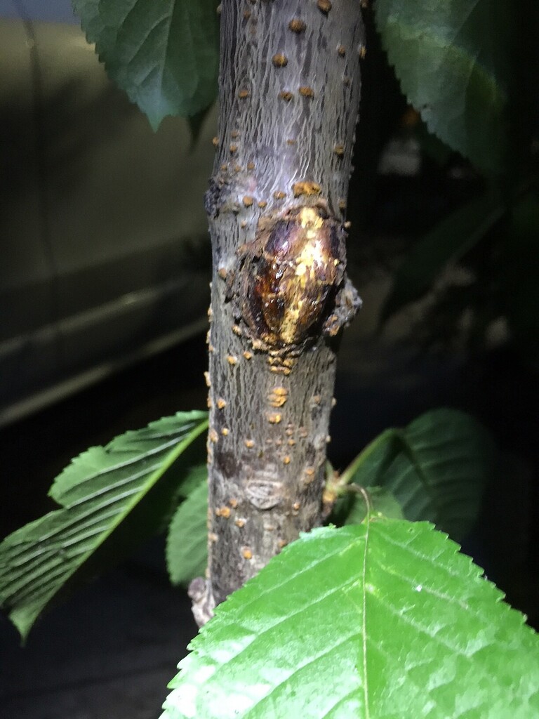 Sweet cherry recovers from bacterial canker? - General Fruit Growing ...