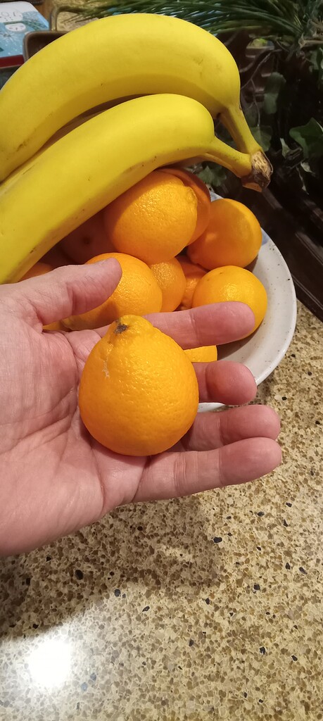 Citrus identification - General Fruit Growing - Growing Fruit