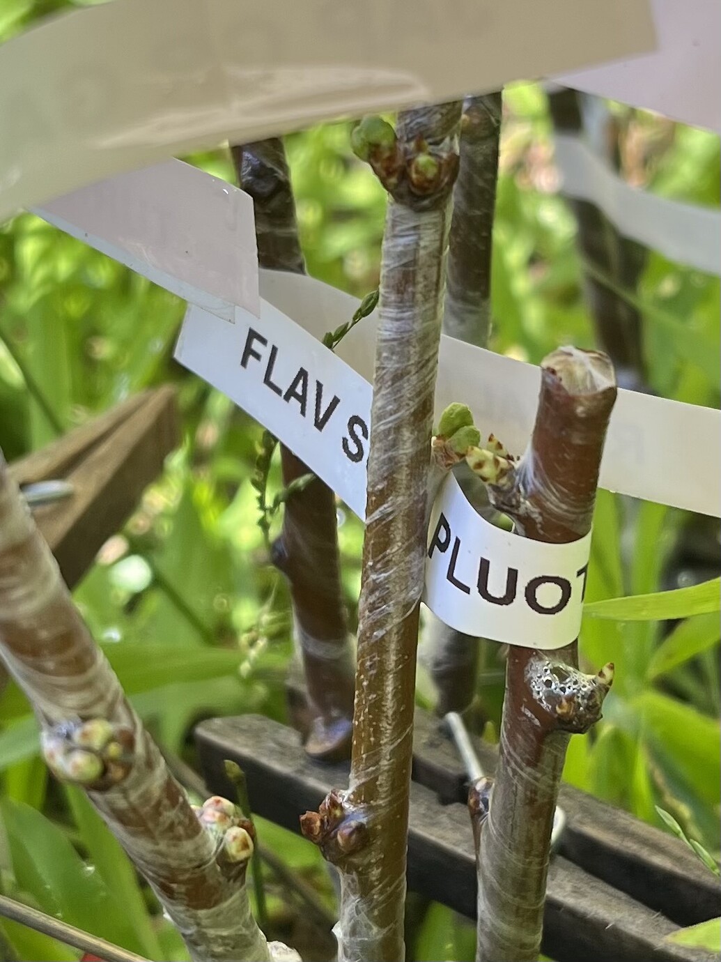 Plum rootstock Stone Fruit compatibility - General Fruit Growing ...