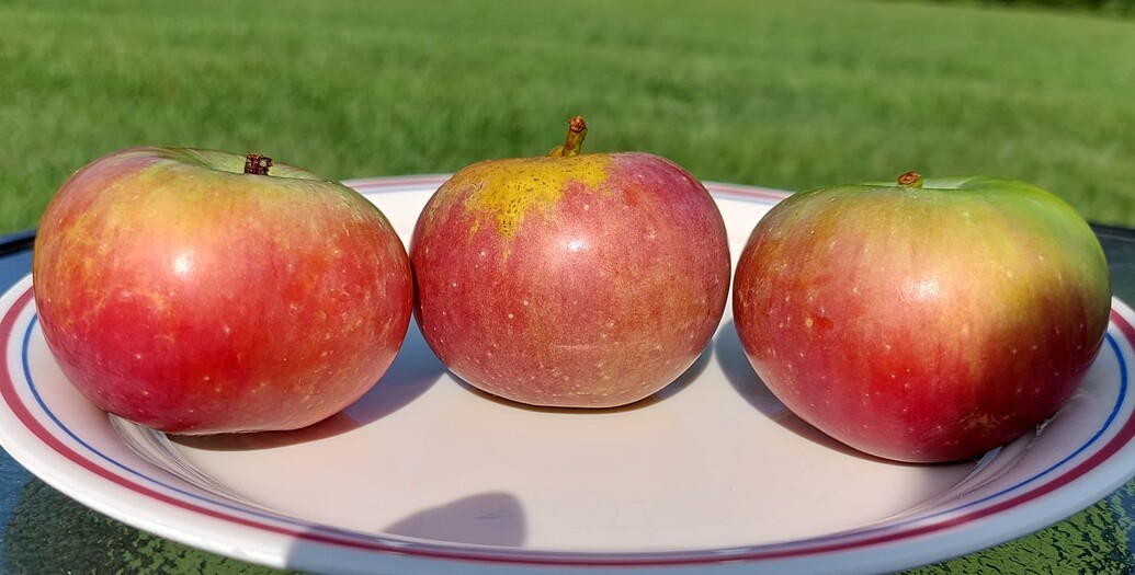 MM111 or Bud-9? - General Fruit Growing - Growing Fruit