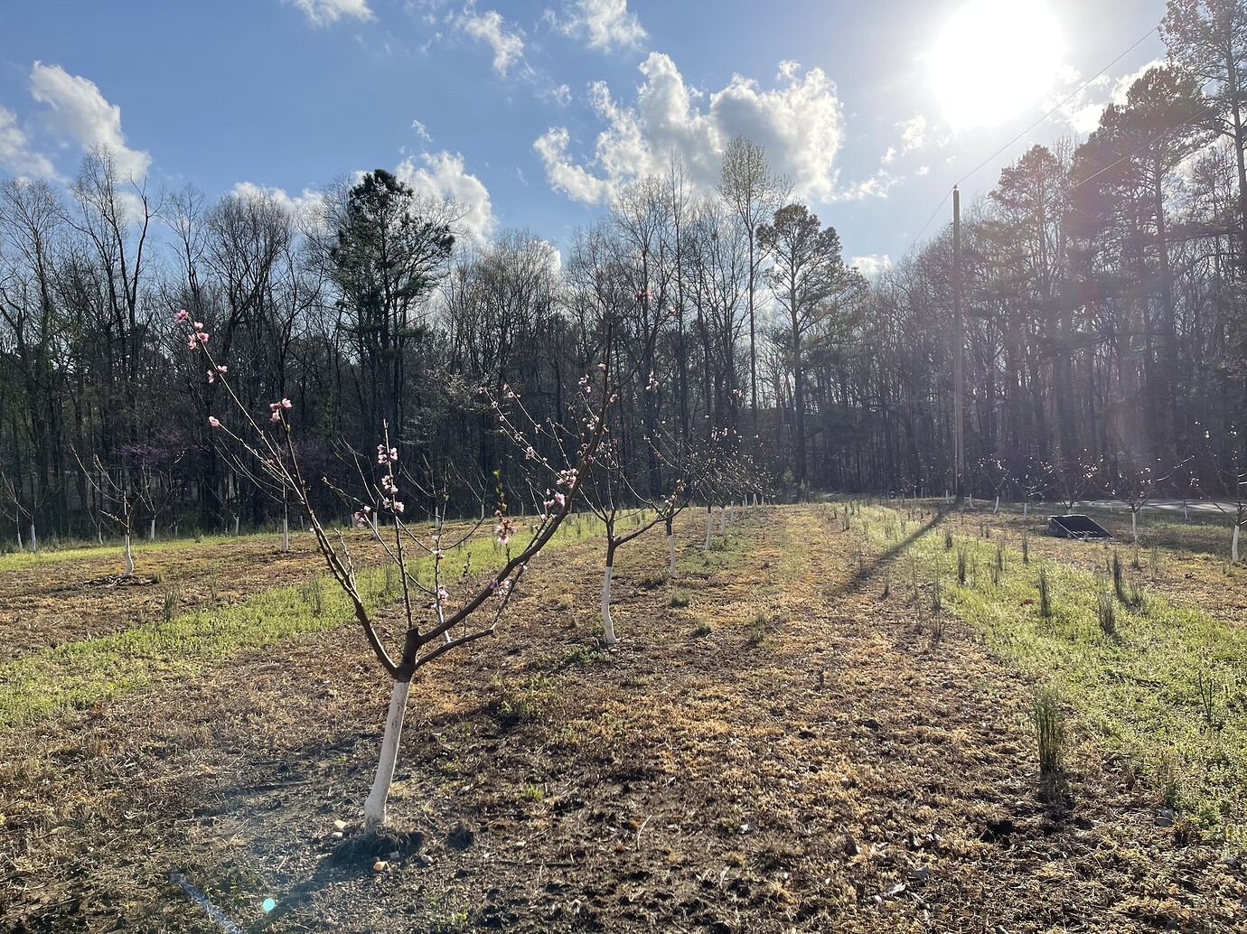 Peach orchard - high density spacing - General Fruit Growing - Growing ...