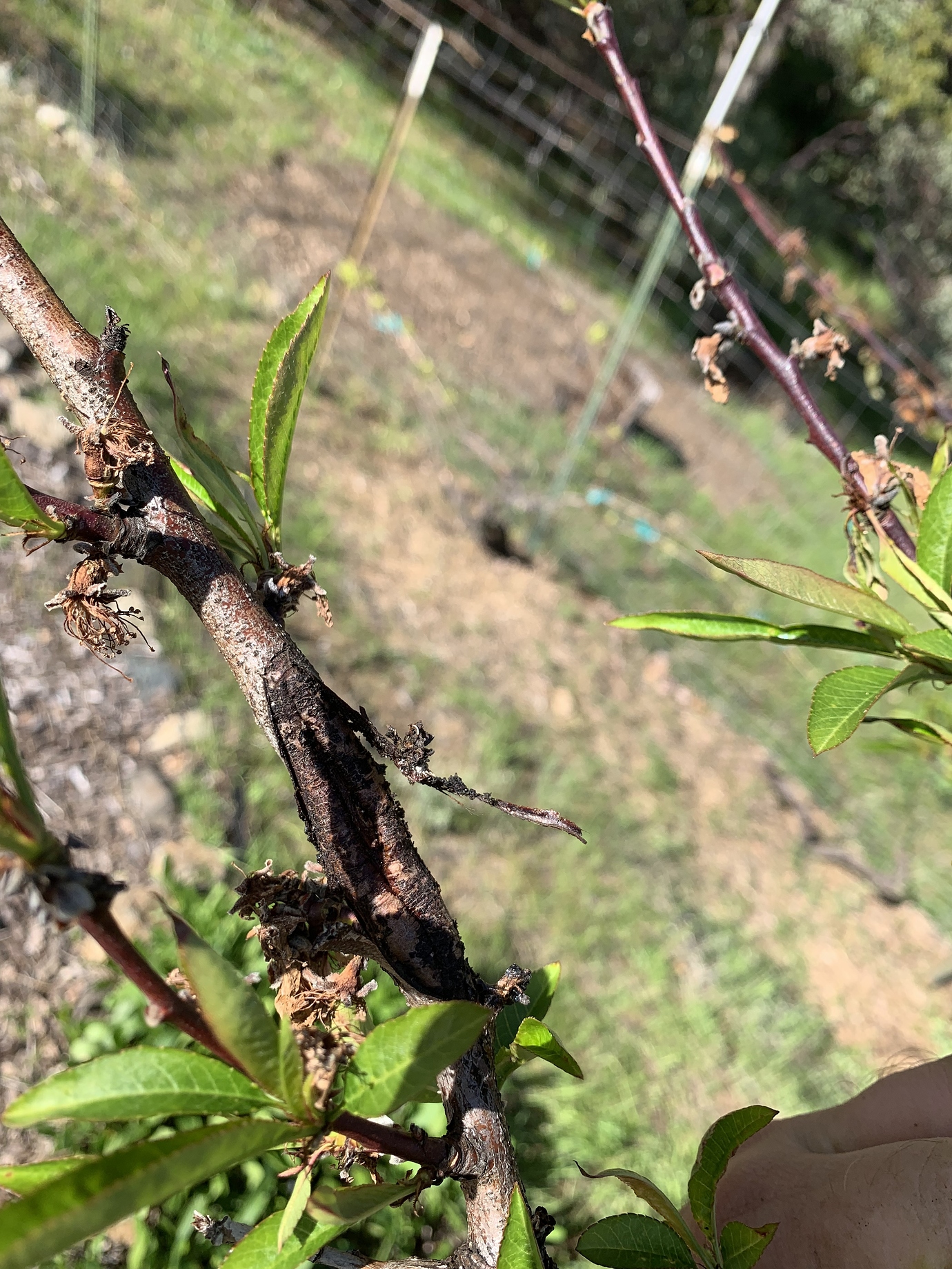 Canker on Peach Trunks - General Fruit Growing - Growing Fruit