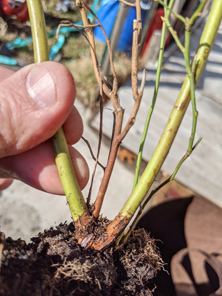 Blueberry "crown" discoloration / dead lower growth - phytophthora ...