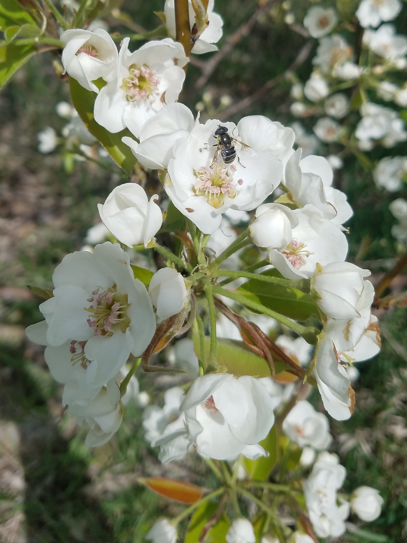 Closeups of fruit blooms! - General Fruit Growing - Growing Fruit