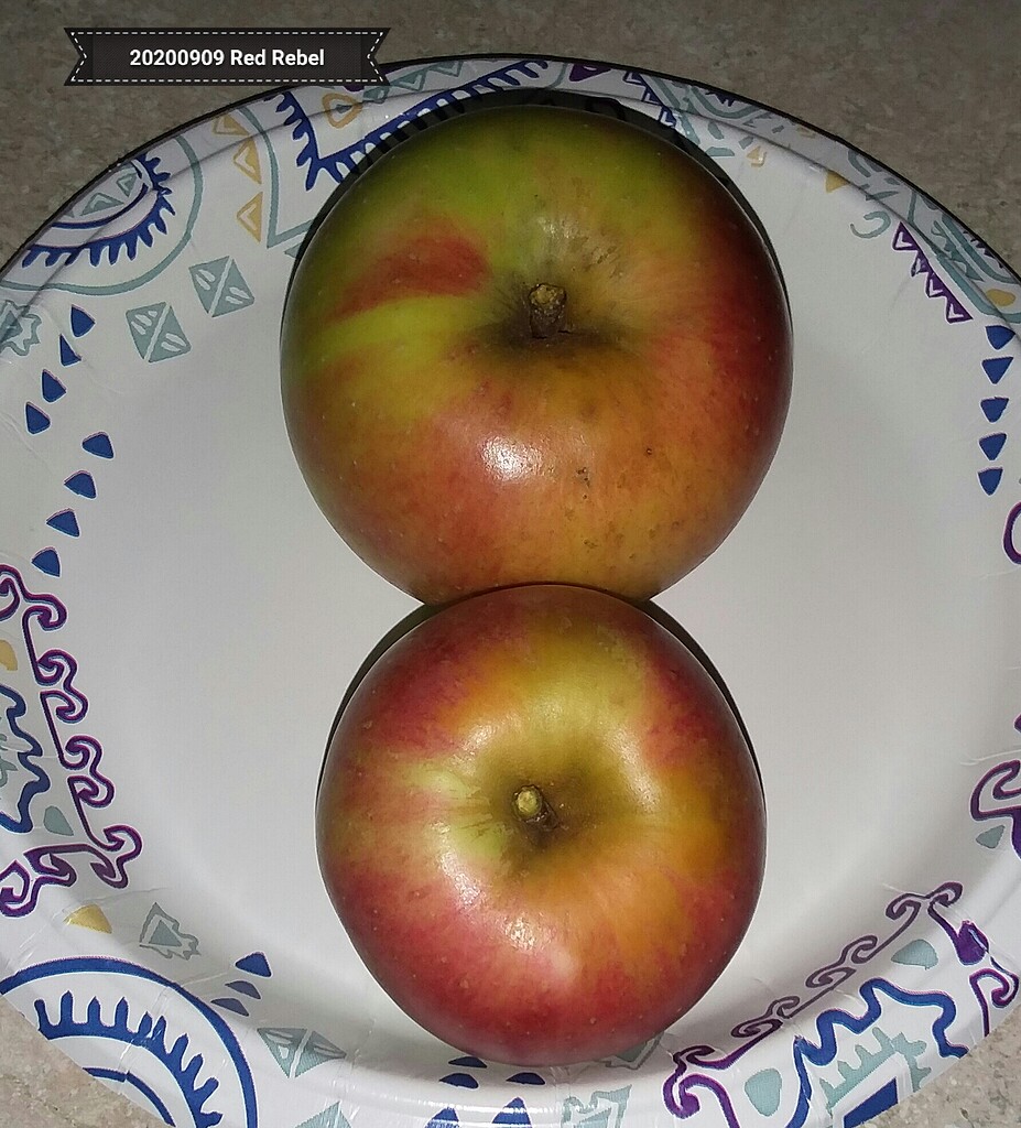 Red Rebel - Pictures! - Growing Fruit