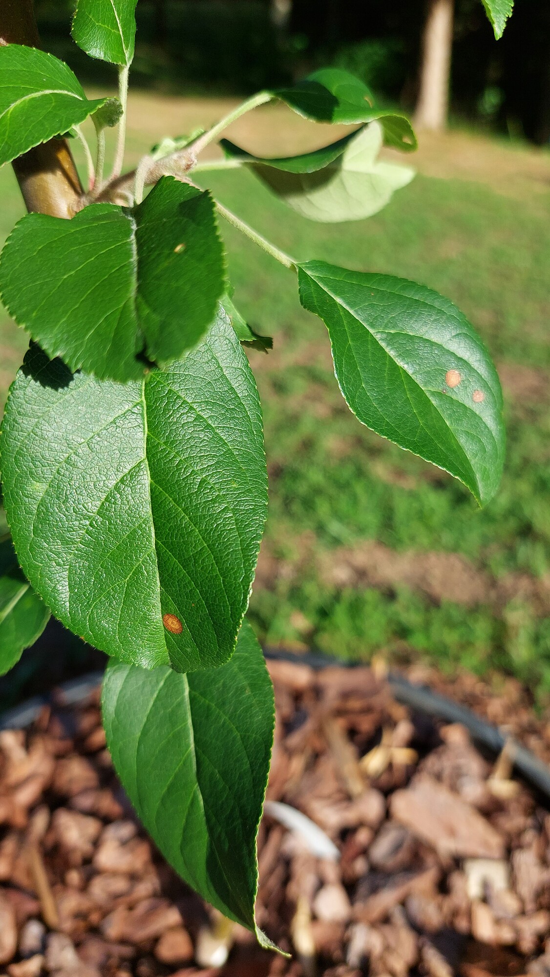 Novamac Apple Trees? - General Fruit Growing - Growing Fruit