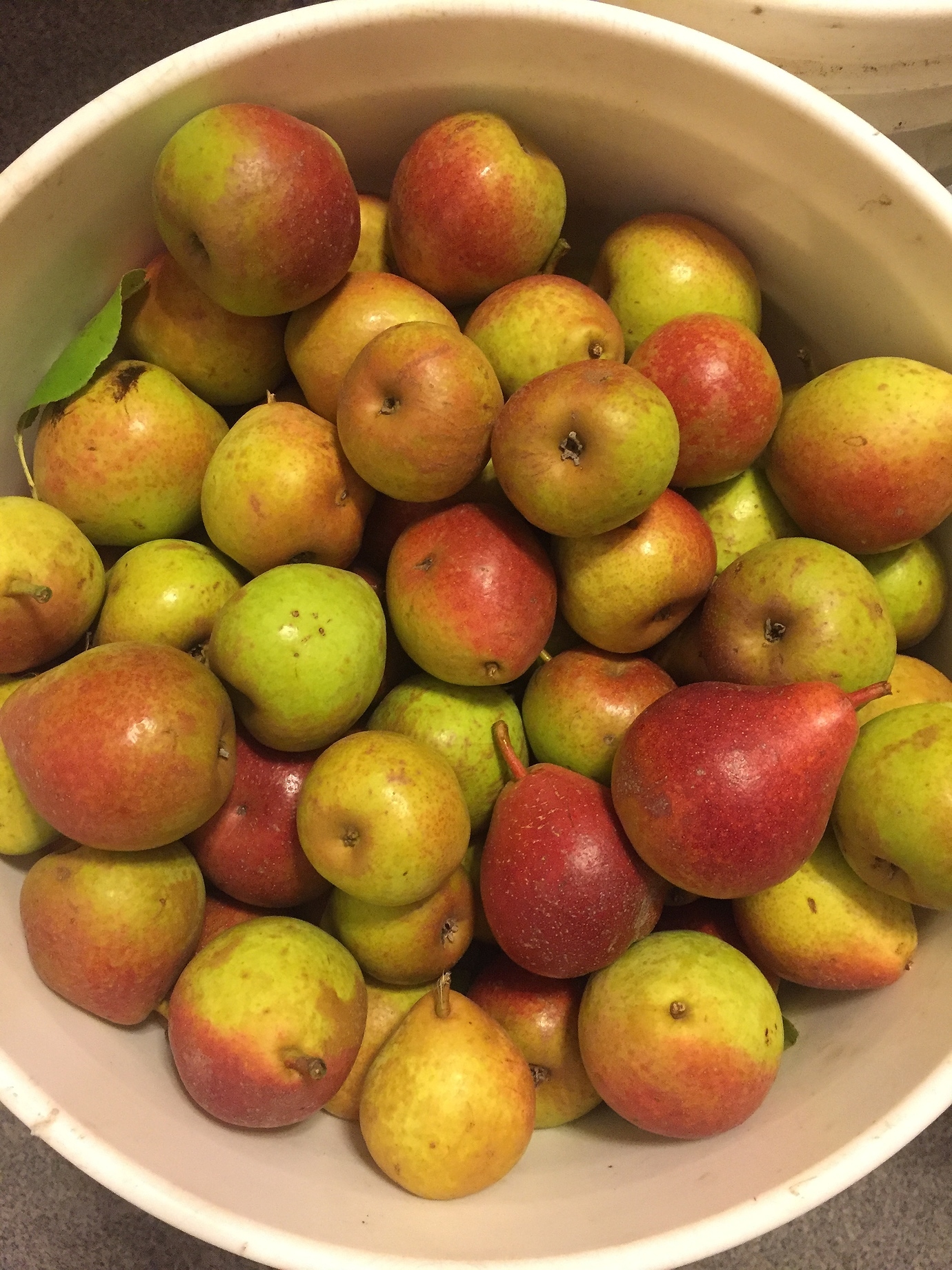 Ayers pear! - General Fruit Growing - Growing Fruit