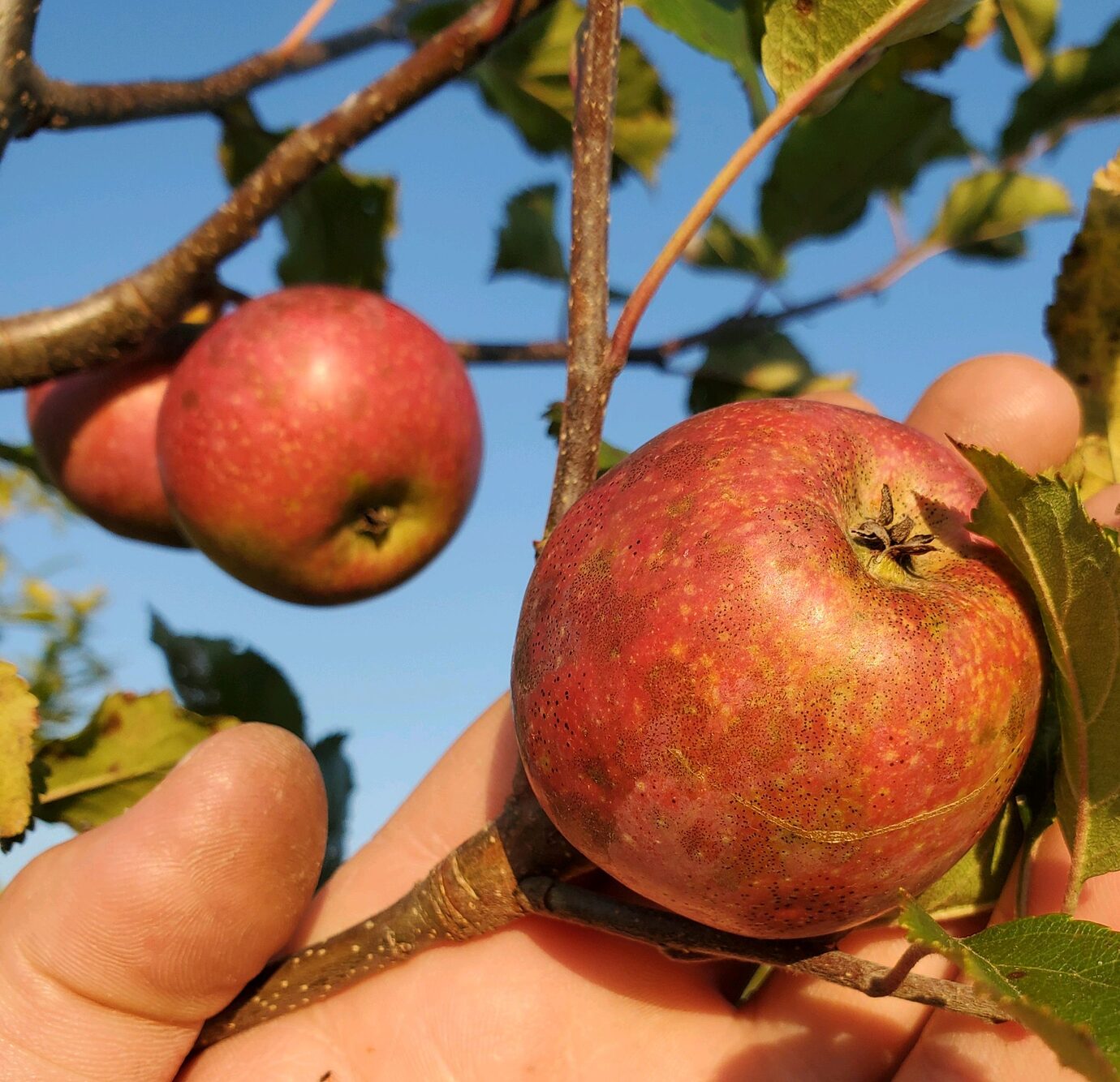 Precocious crabapples, cider orchard - General Fruit Growing - Growing ...