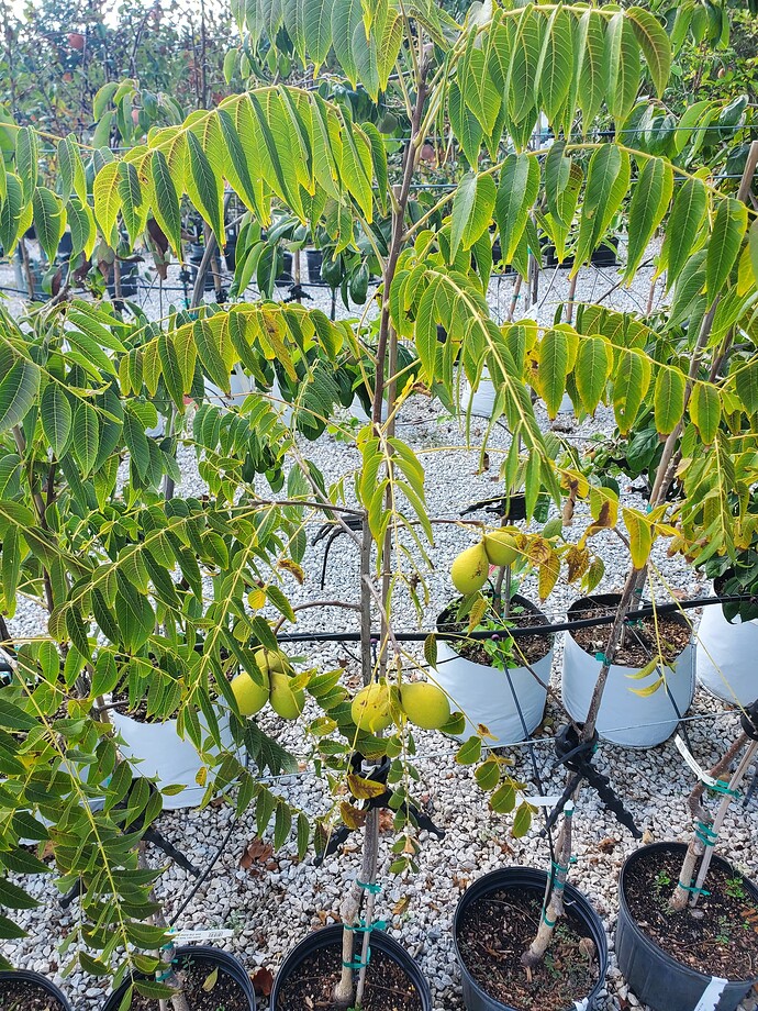 Early precocious Pecan varieties? - General Fruit Growing - Growing Fruit