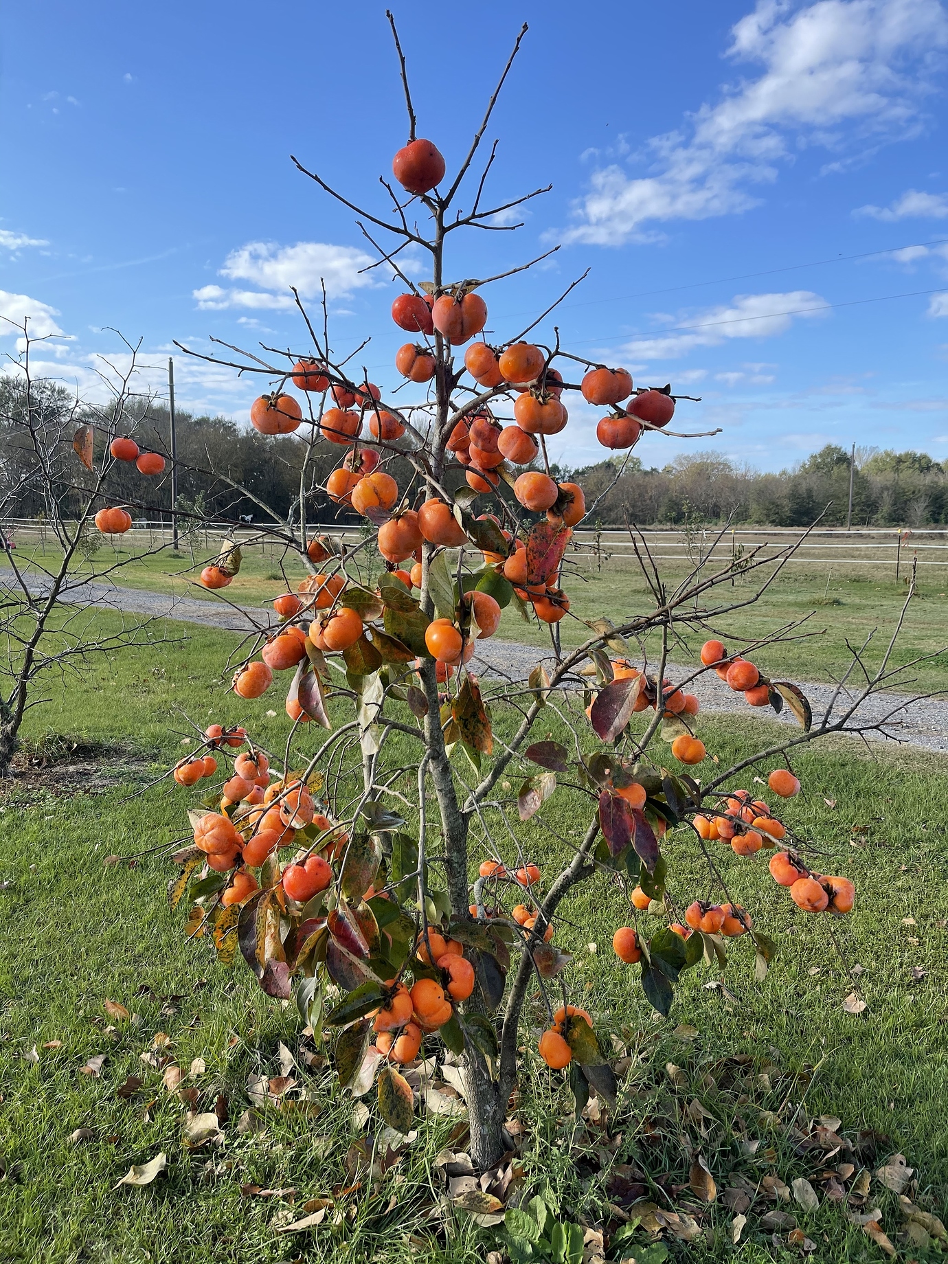 'Eureka' Persimmon? - General Fruit Growing - Growing Fruit