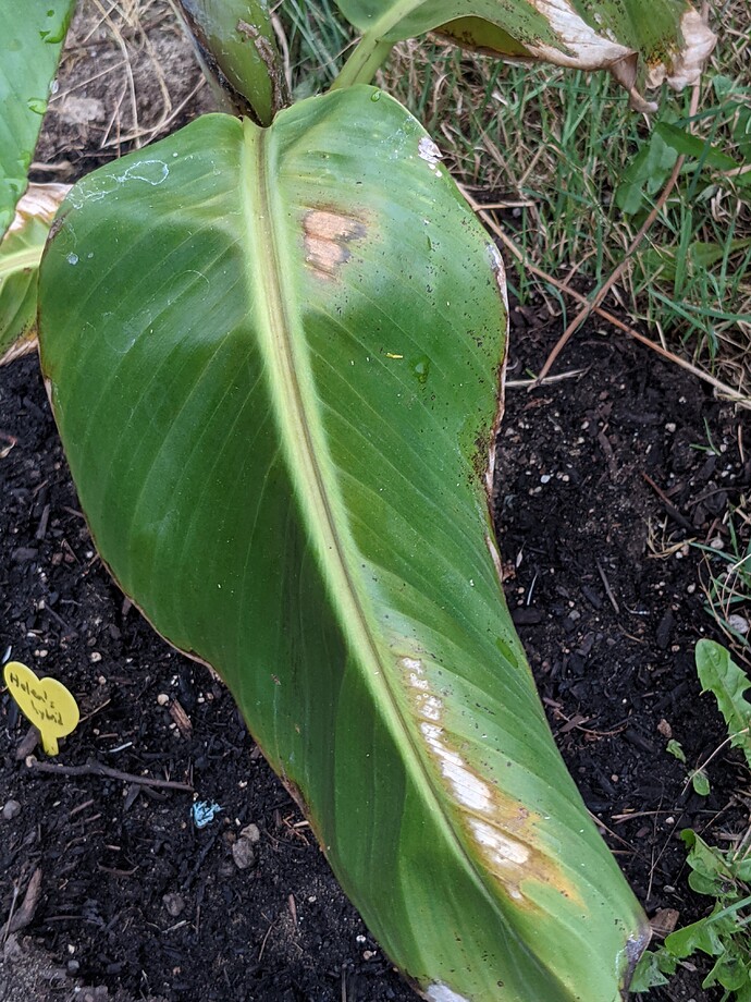 Thoughts on Reducing Extreme Heat Damage and Sunburn for Fruits and ...