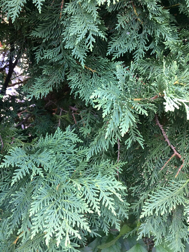 Arborvitae & rust - General Fruit Growing - Growing Fruit