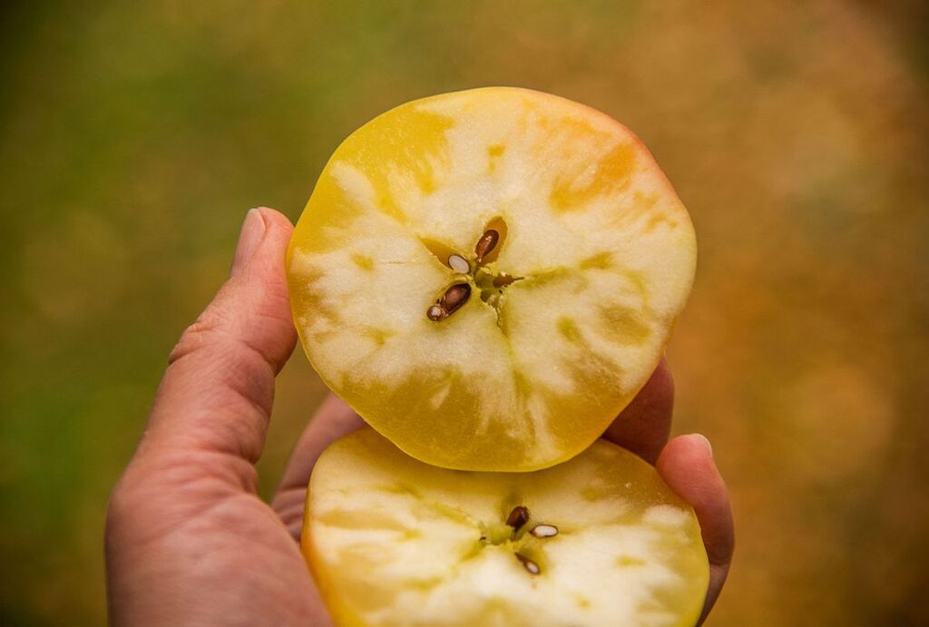 The pros and cons of water core - General Fruit Growing - Growing Fruit