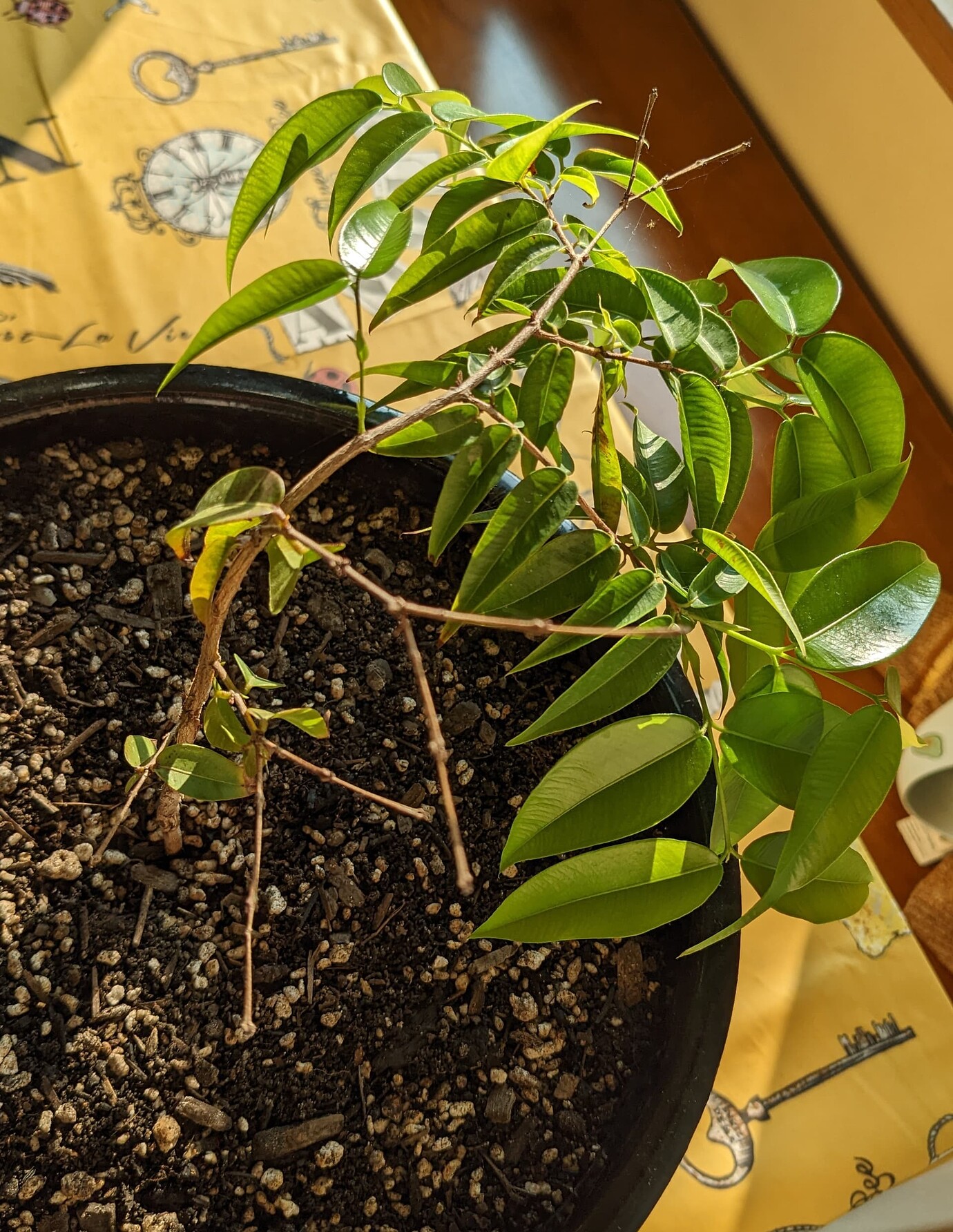 The "blue grape" jaboticaba (Myrciaria vexator) - General Fruit Growing ...