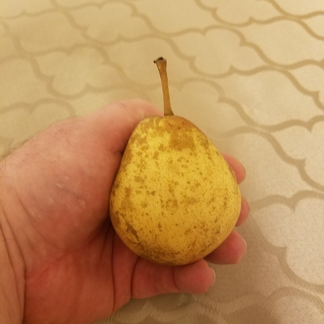 Douglas Pear - Page 3 - General Fruit Growing - Growing Fruit