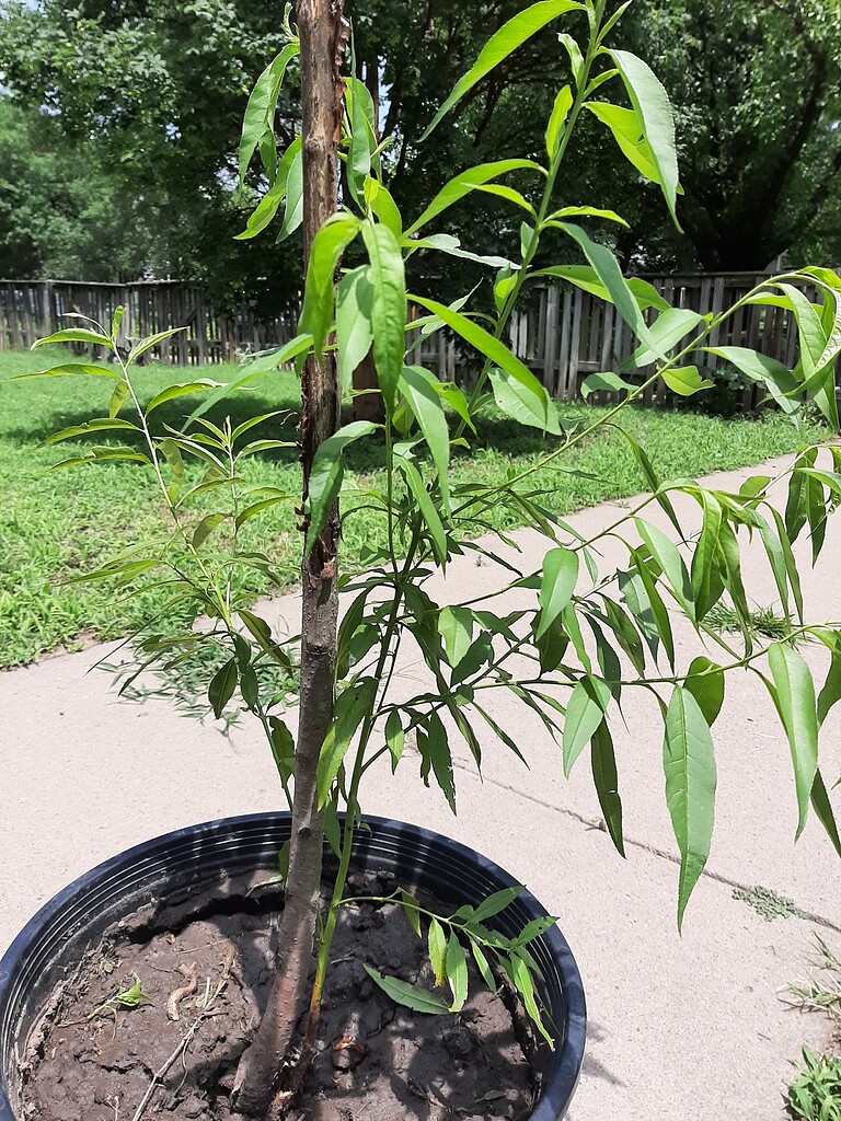 Lovell Peach - General Fruit Growing - Growing Fruit