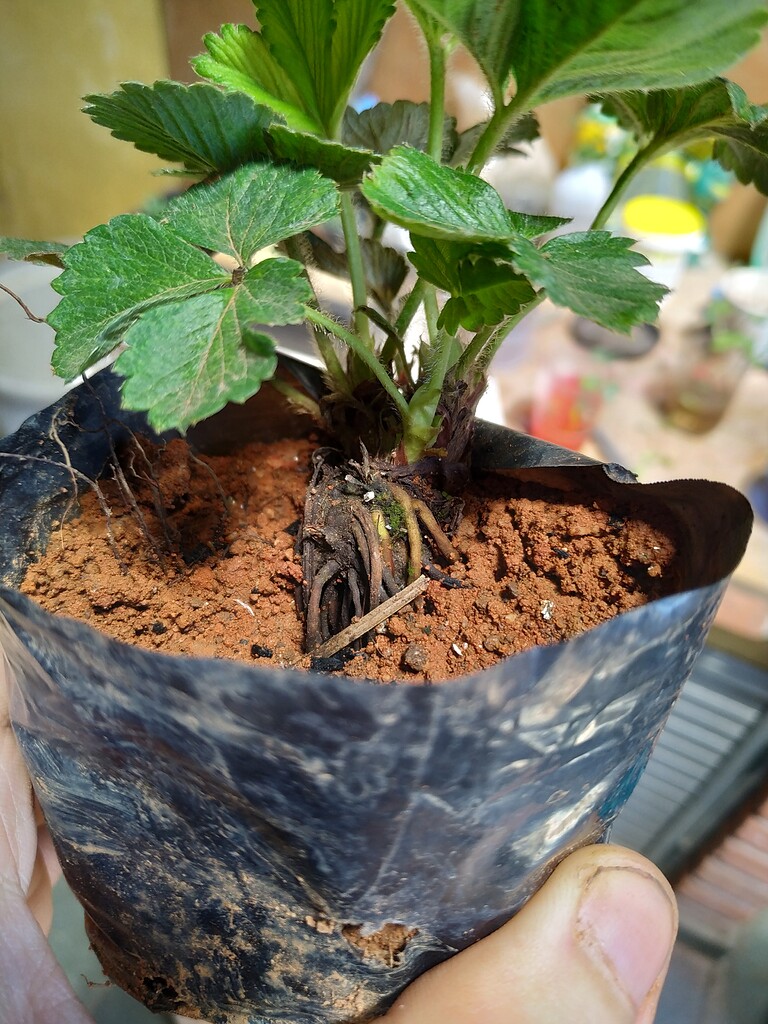 Strawberry root rot - General Fruit Growing - Growing Fruit