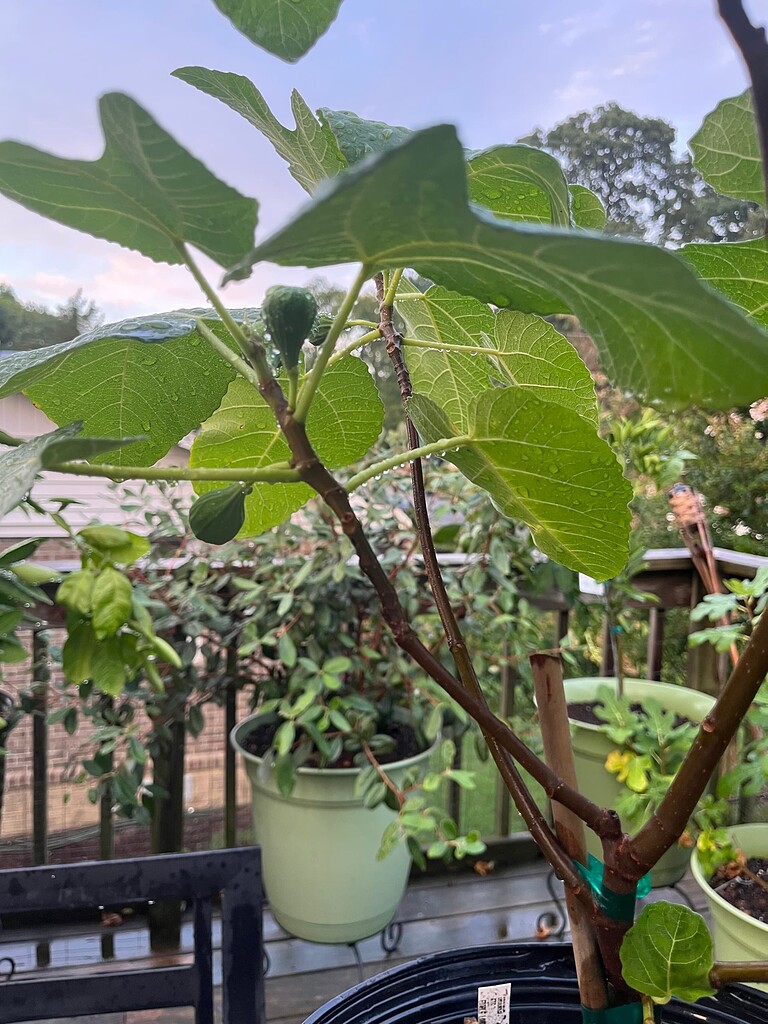 Fig drop in potted plants - General Fruit Growing - Growing Fruit