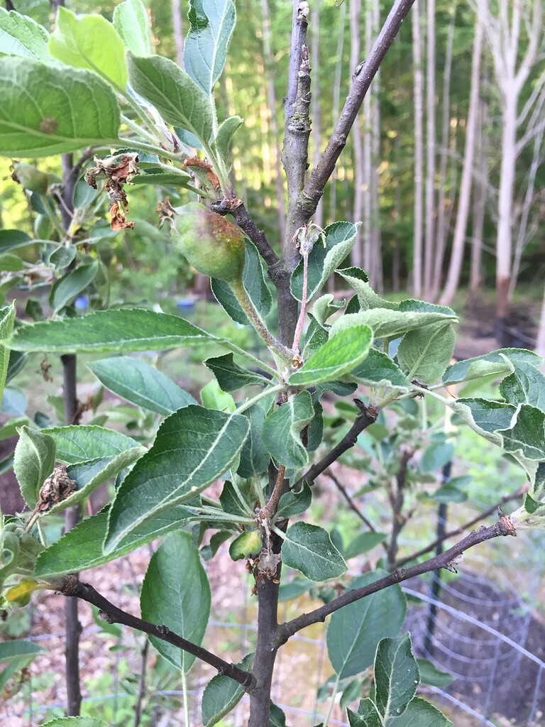 Disfigured Apple Fruitlet - General Fruit Growing - Growing Fruit