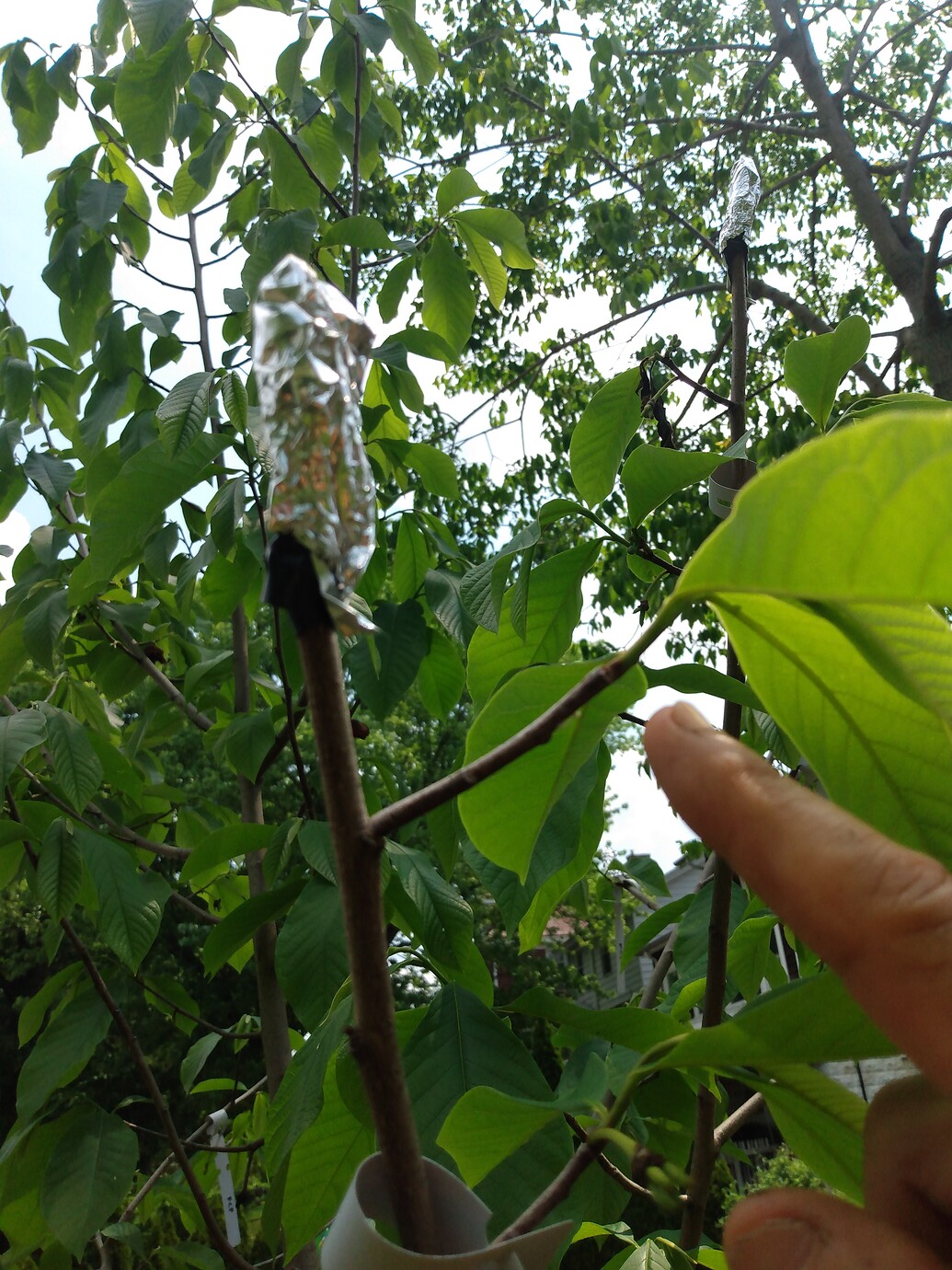 Grafting paw paws - General Fruit Growing - Growing Fruit