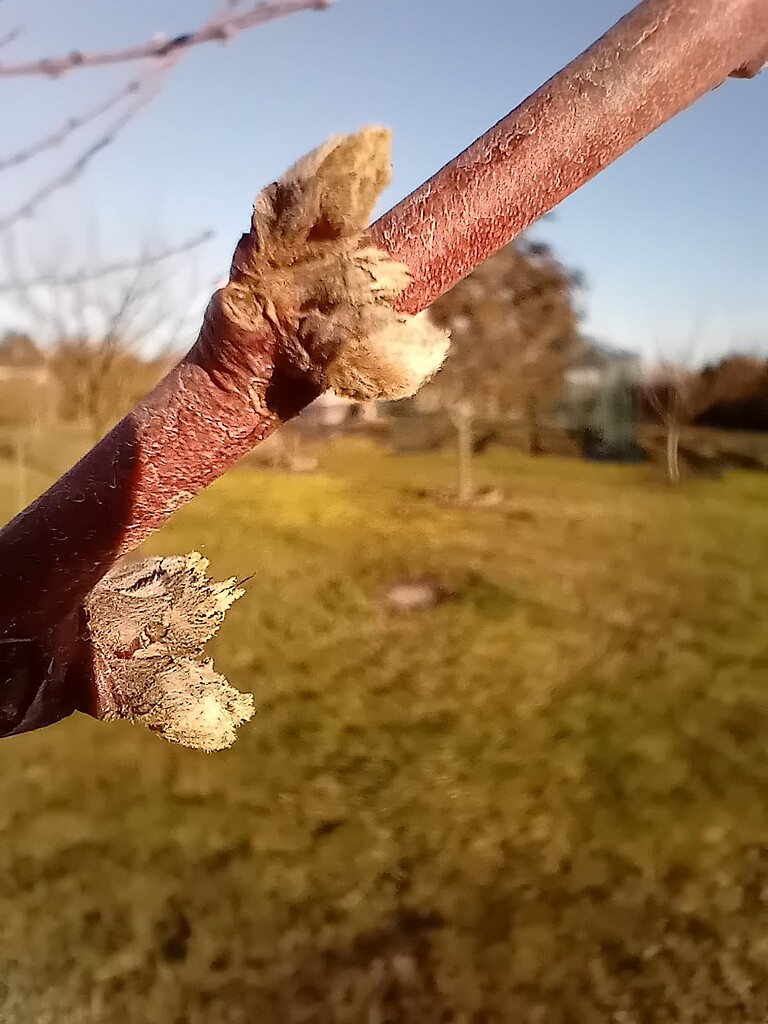 Anybody got signs of peaches waking up? - General Fruit Growing ...
